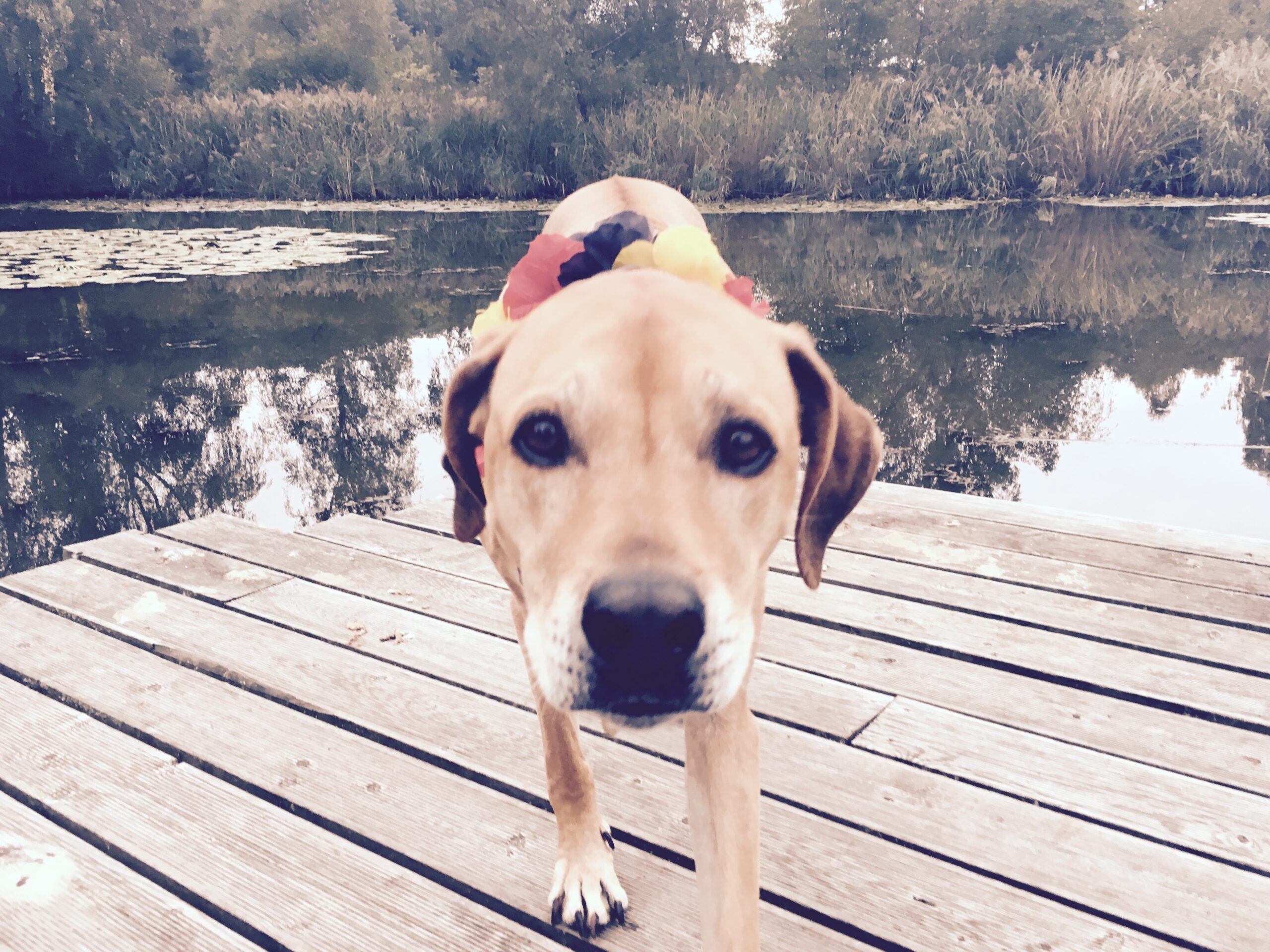 Unsere Hunde - Of Filabusi - Rhodasian Ridgeback Kennel