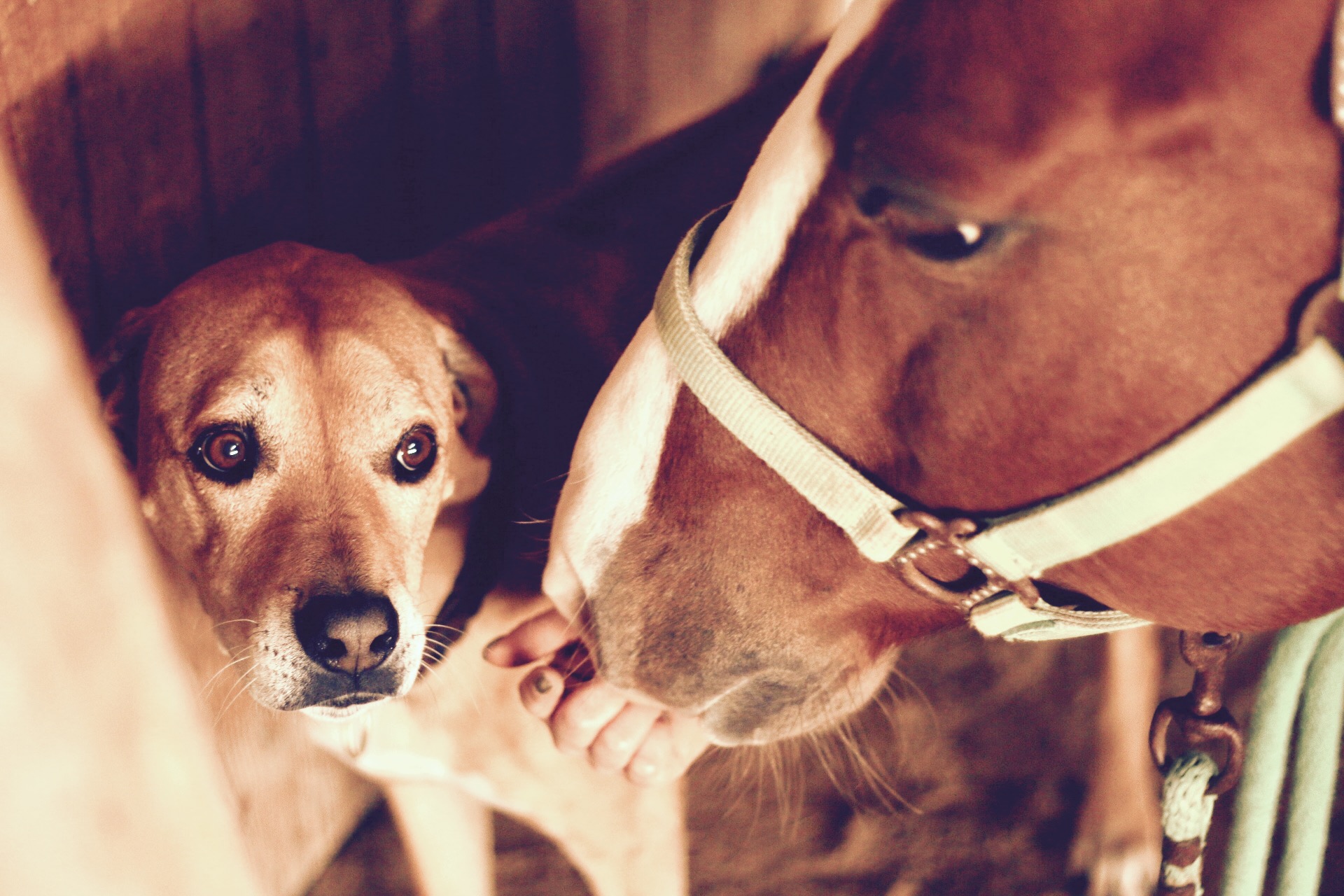 Unsere Hunde - Of Filabusi - Rhodasian Ridgeback Kennel