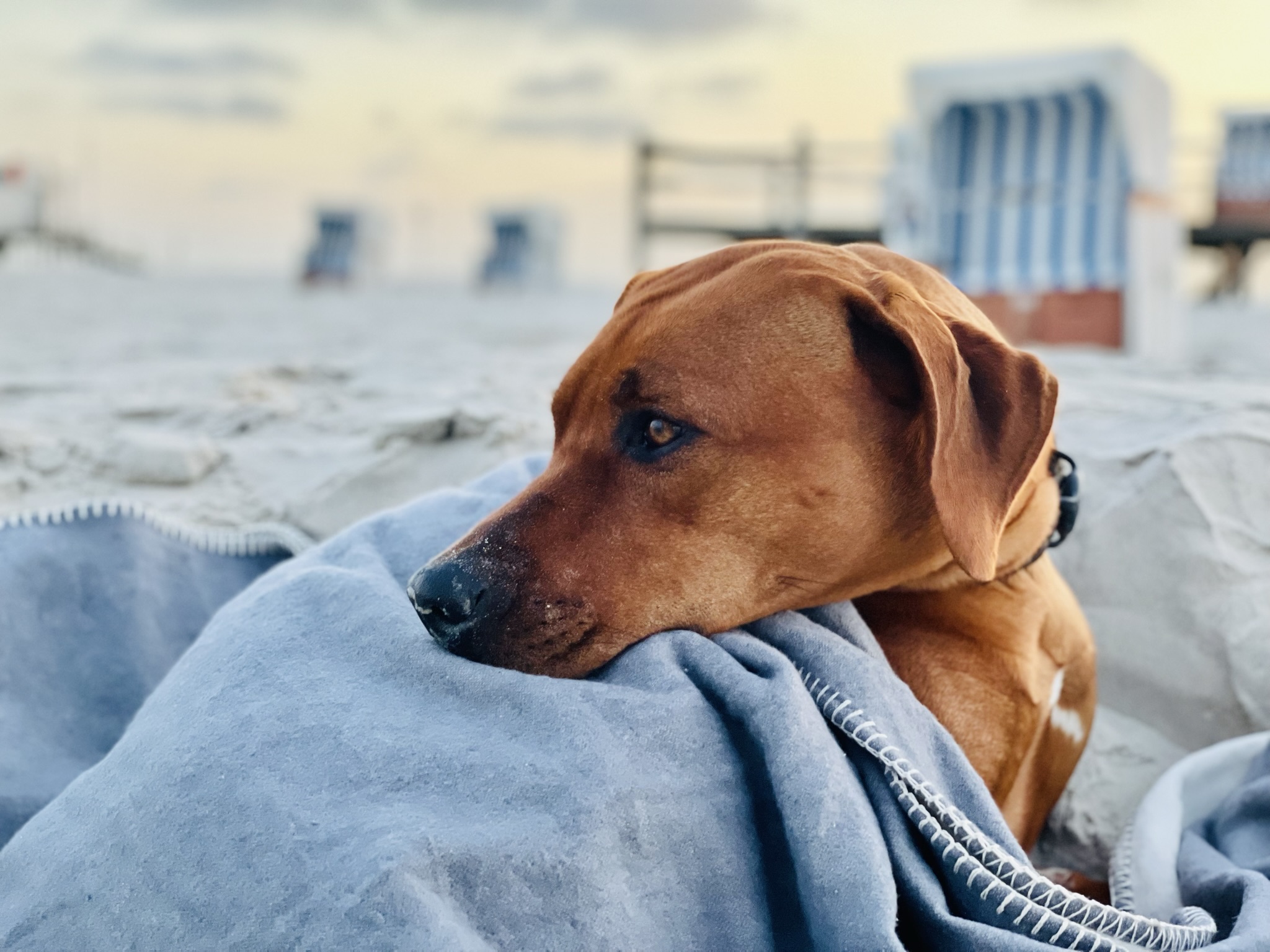 Unsere Hunde - Of Filabusi - Rhodasian Ridgeback Kennel