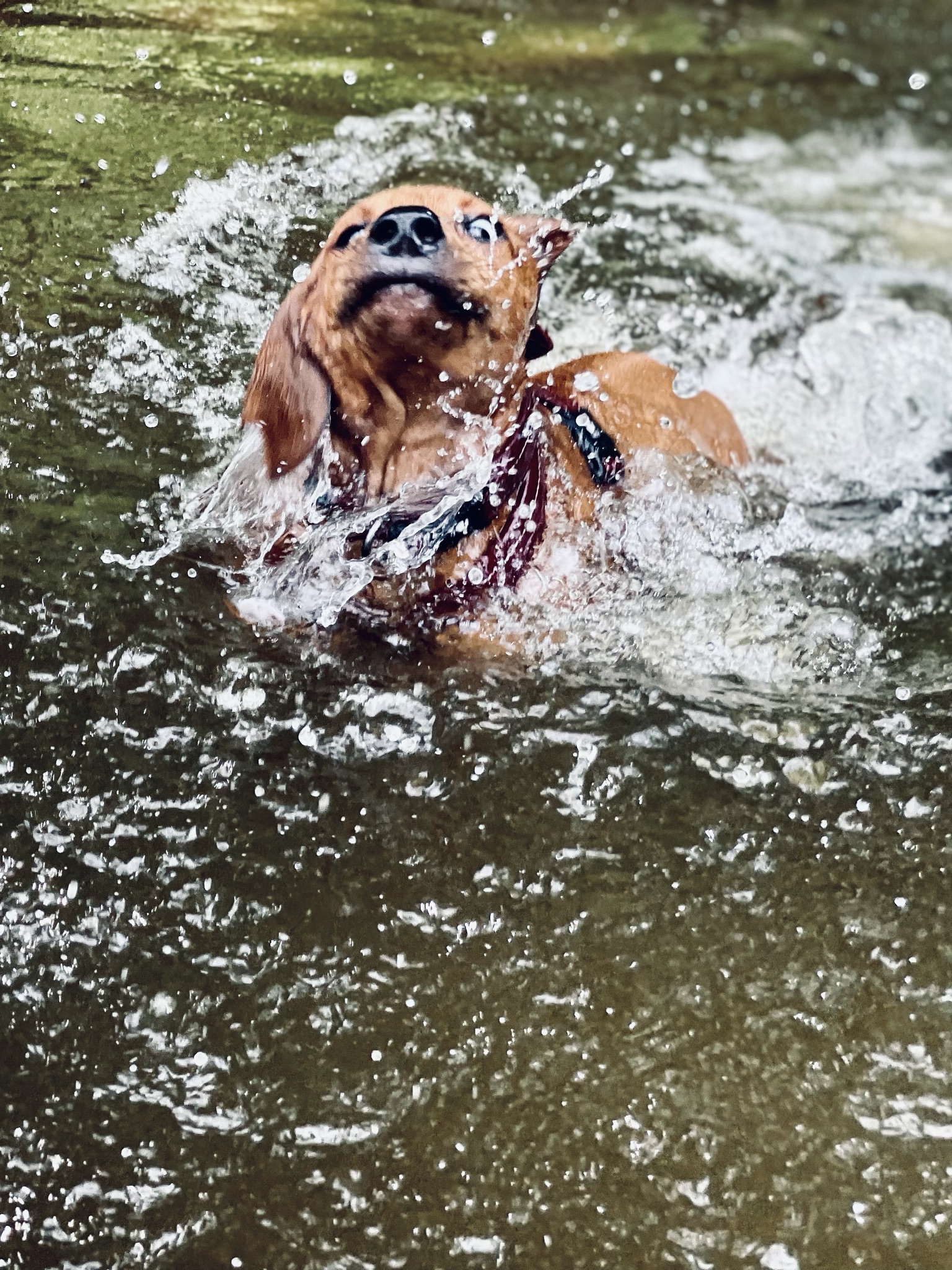 Unsere Hunde - Of Filabusi - Rhodasian Ridgeback Kennel