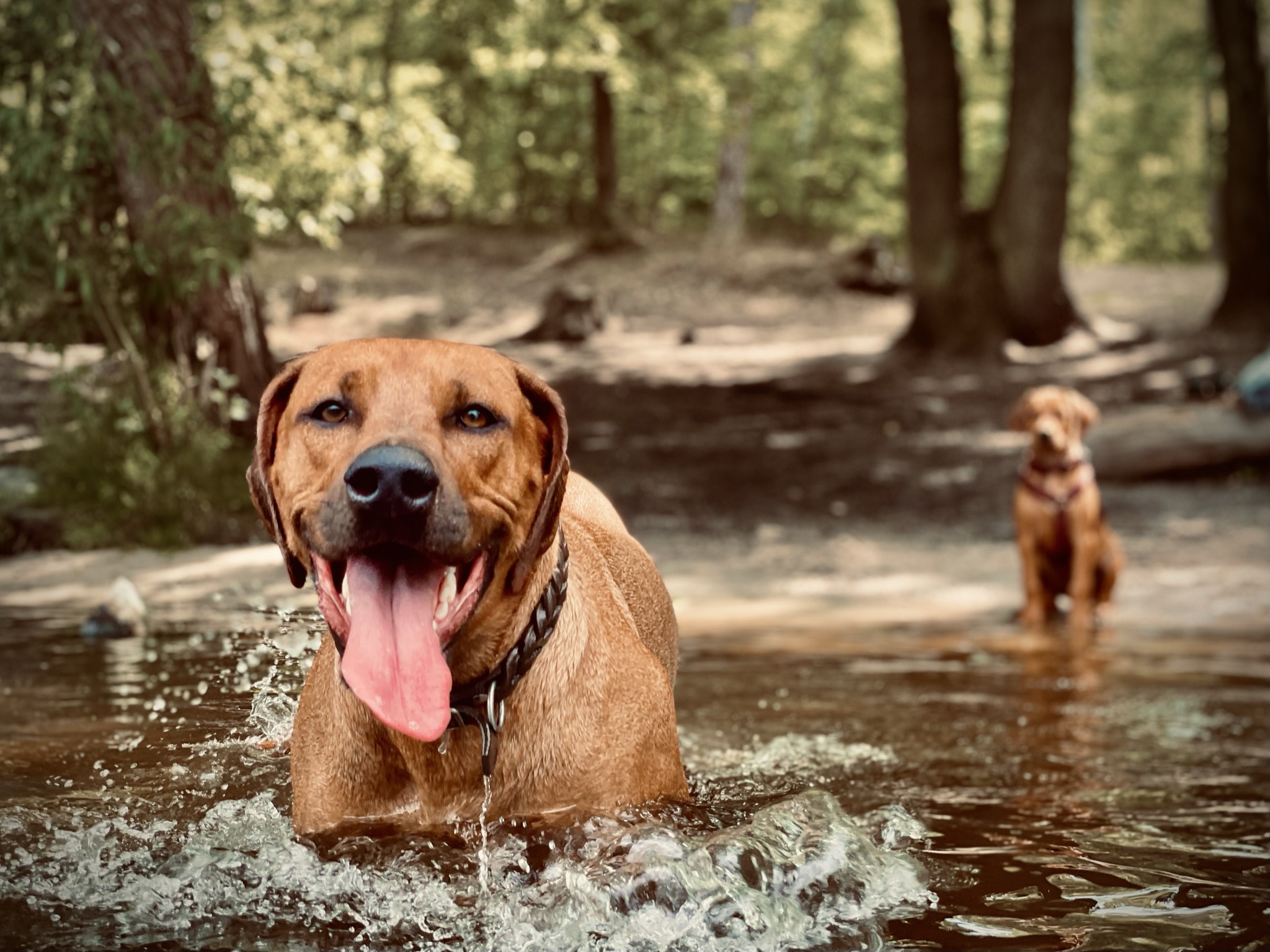 Unsere Hunde - Of Filabusi - Rhodasian Ridgeback Kennel