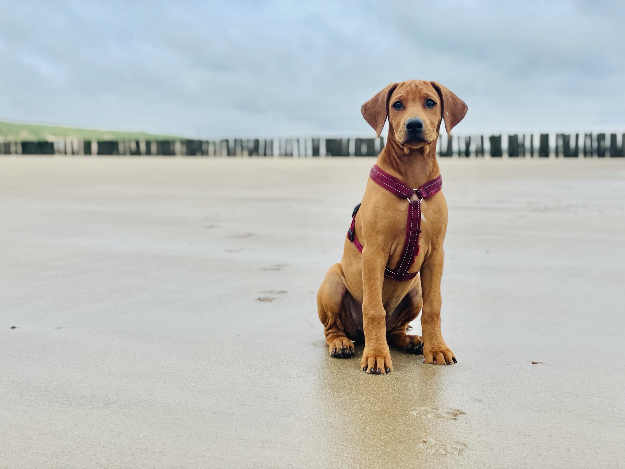 Zuchtphilosophie - Of Filabusi - Rhodasian Ridgeback Kennel
