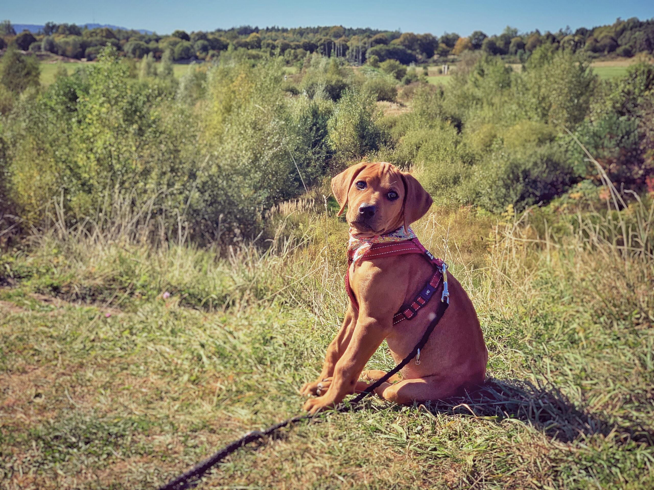 Unsere Hunde - Of Filabusi - Rhodasian Ridgeback Kennel