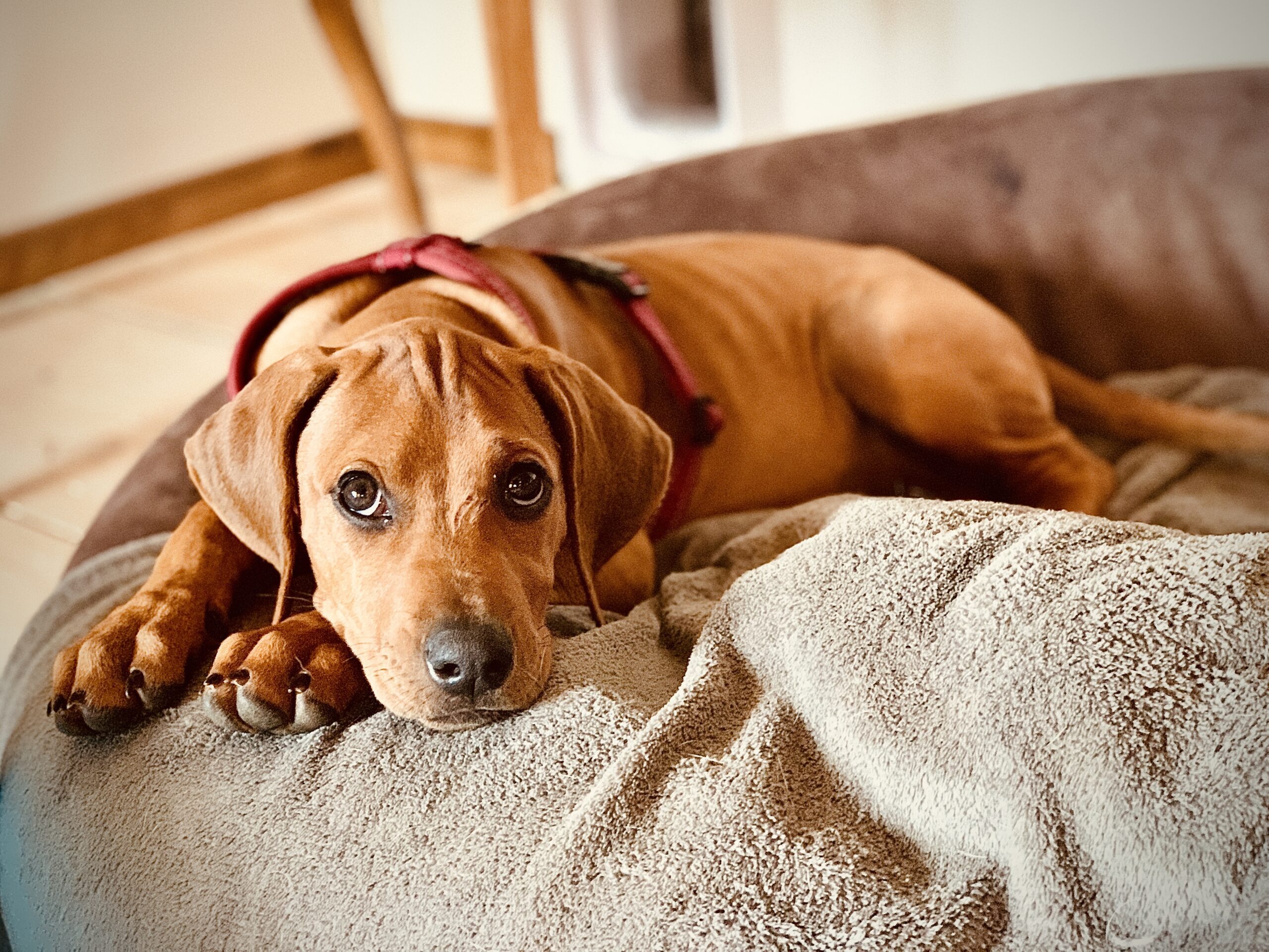 Unsere Hunde - Of Filabusi - Rhodasian Ridgeback Kennel